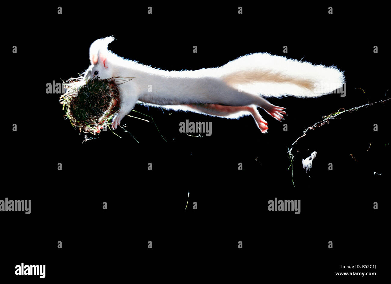 Red Squirrel albinotic Sciurus vulgaris Ecureuil d europe blanc albinos ...