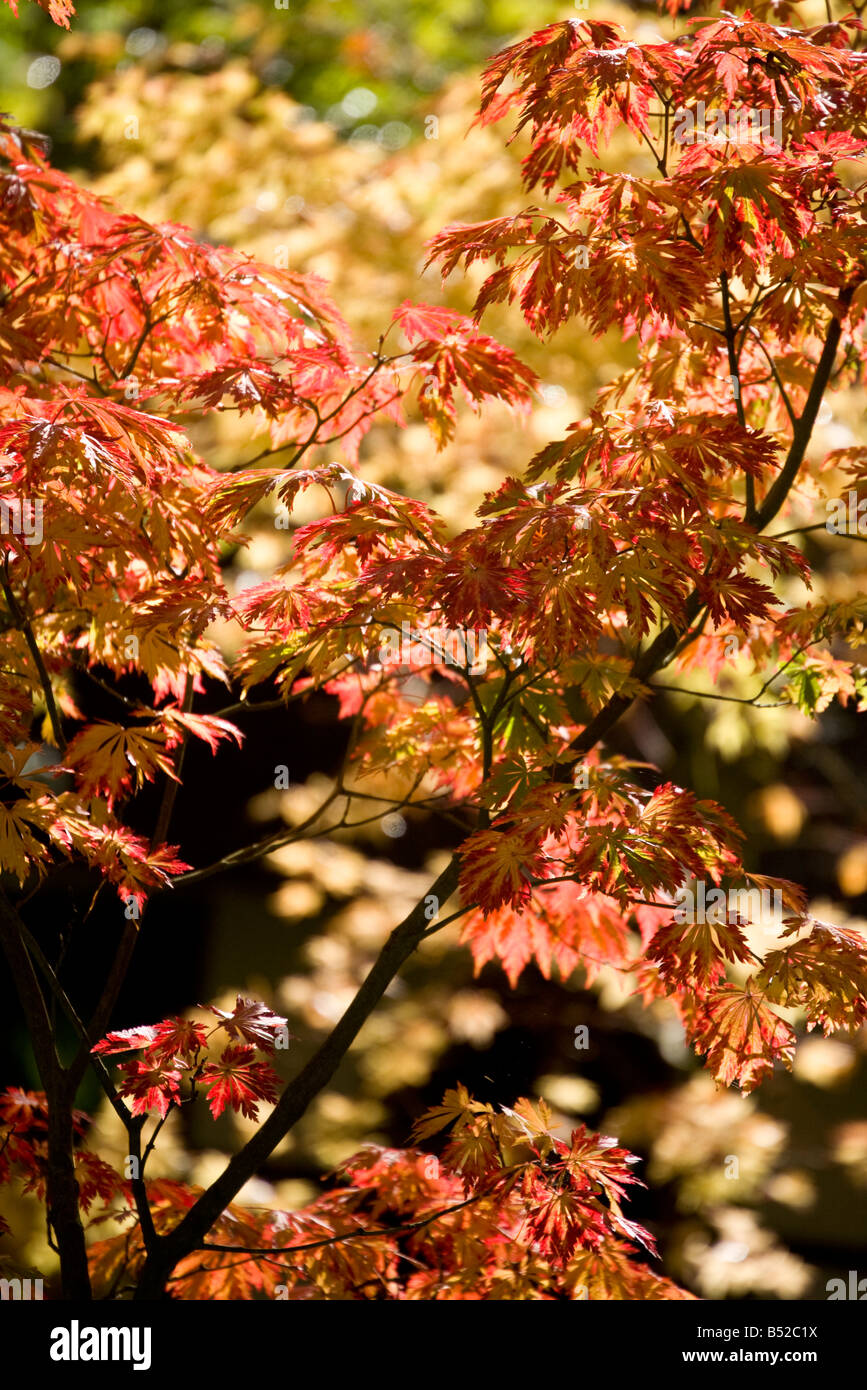 Acer trees hi-res stock photography and images - Alamy
