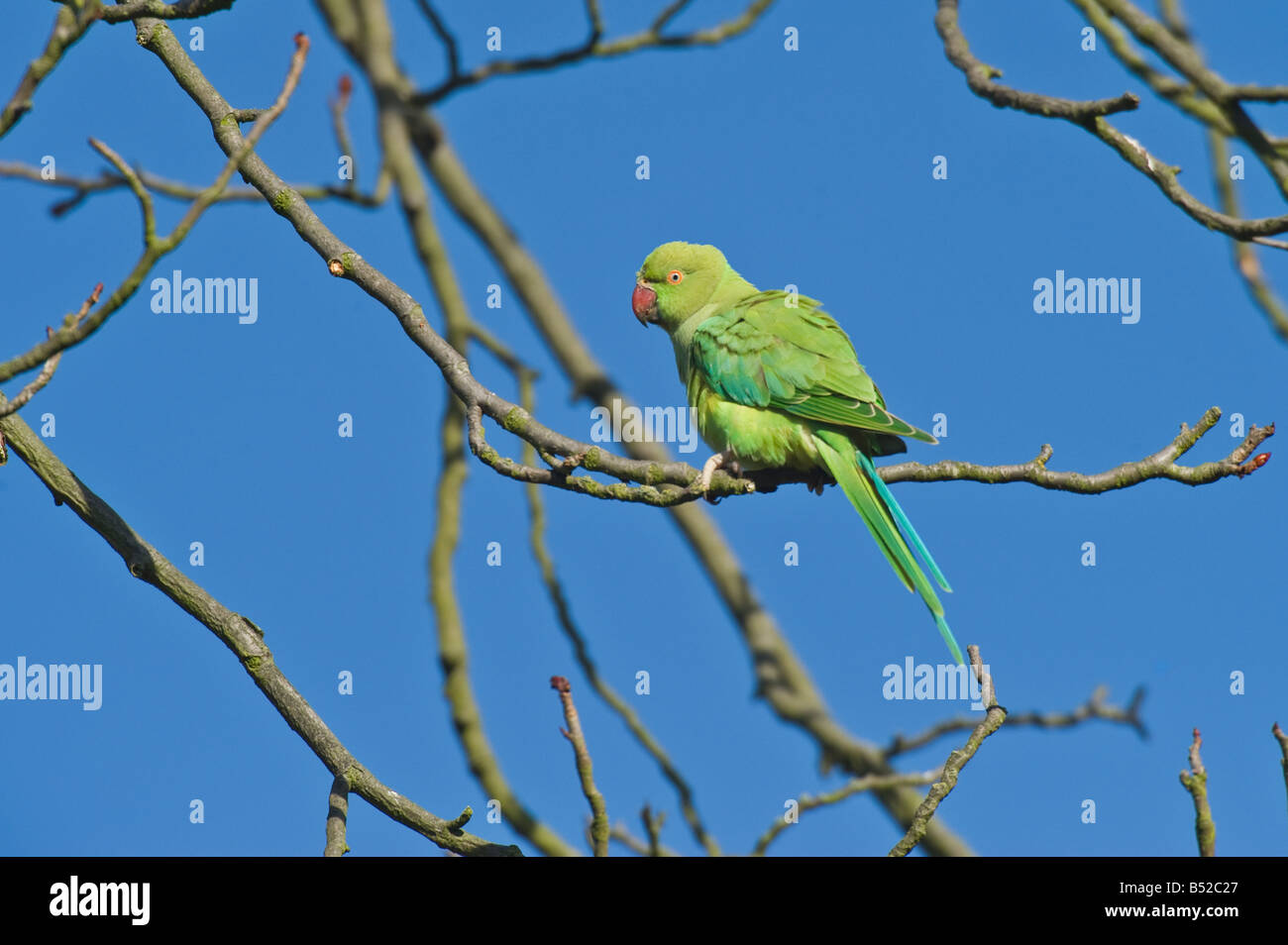 Rose ringed parakeet Psittacula krameri on dead oak tree Richmond Park ...