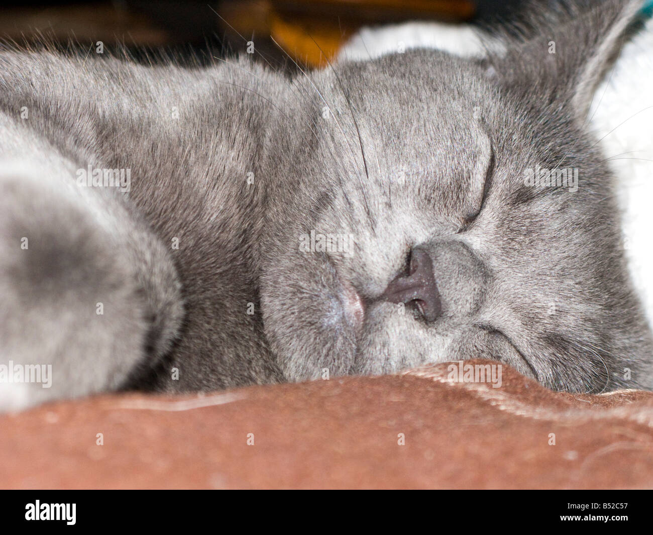 British Blue kitten sleeping Stock Photo - Alamy