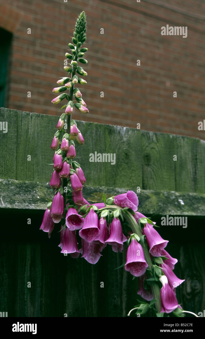 The twisted stem hi-res stock photography and images - Alamy