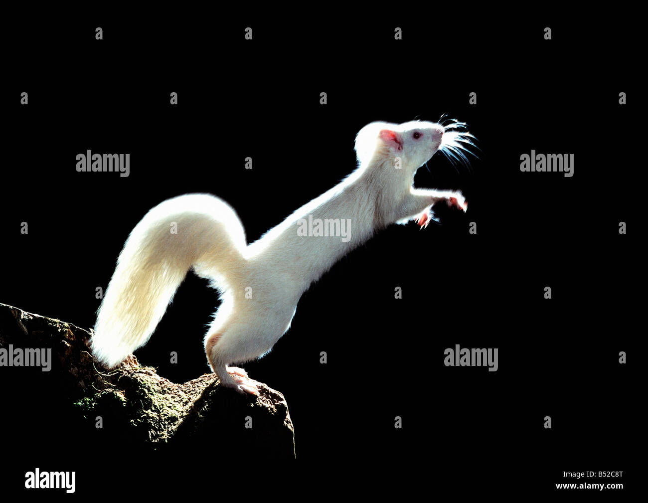 Red Squirrel albinotic Sciurus vulgaris Ecureuil d europe blanc albinos ...