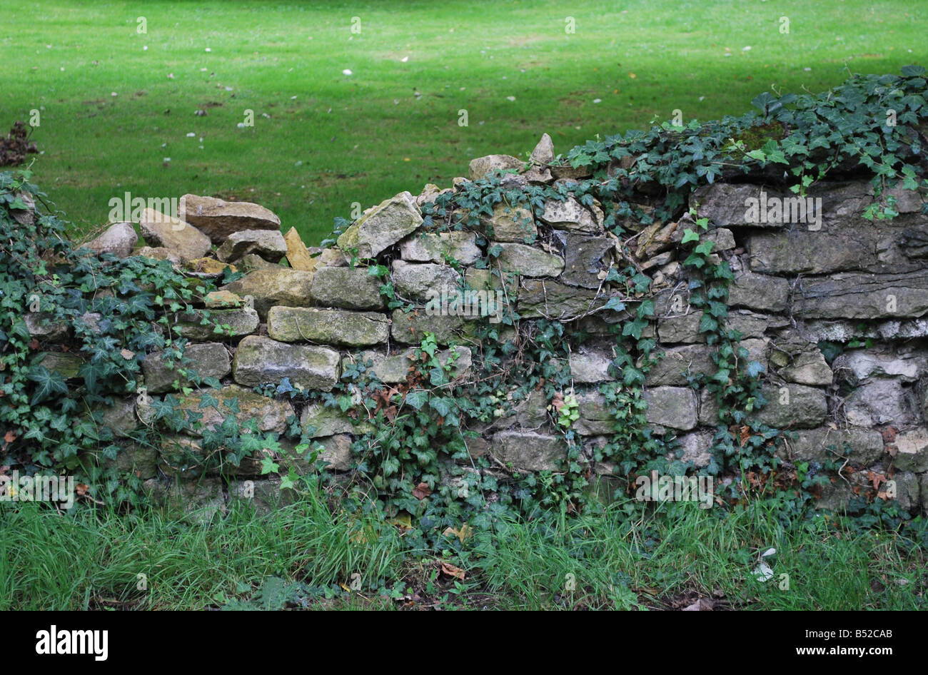 Ivy covered partially collapsed dry stone wall Stock Photo - Alamy