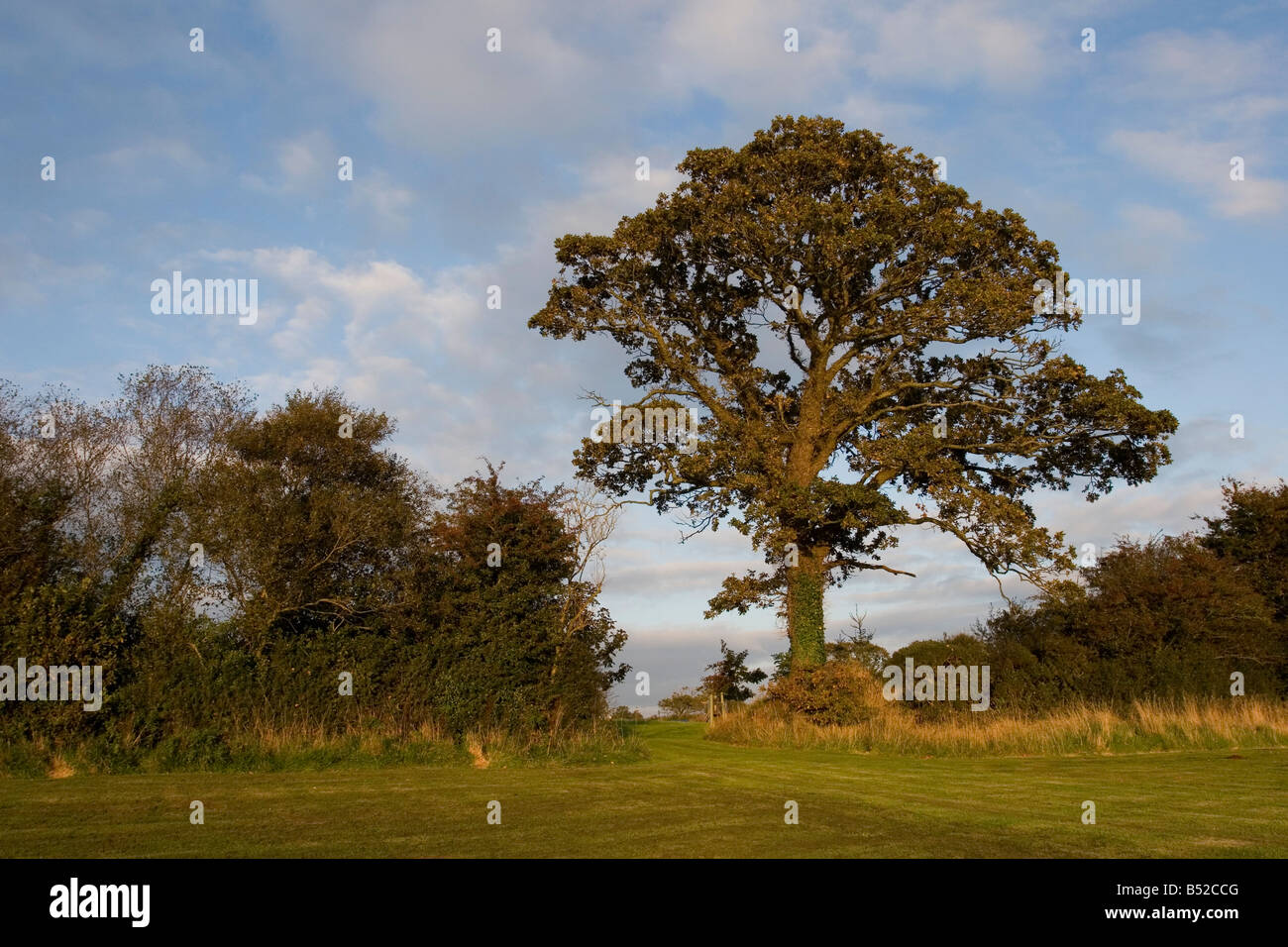 Countryside tree hi-res stock photography and images - Alamy