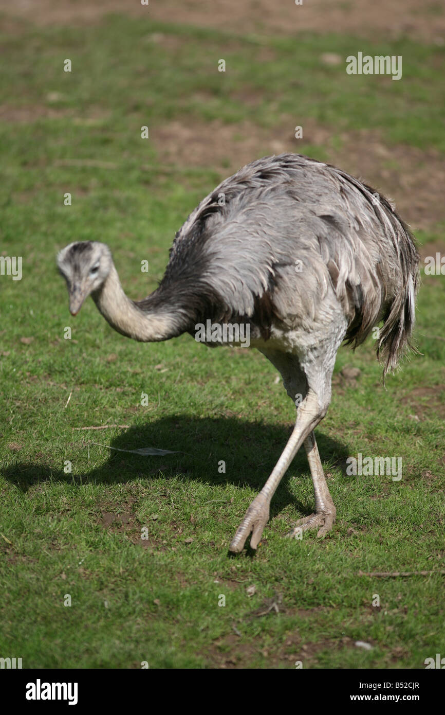 The Greater Rhea (Rhea americana Stock Photo - Alamy