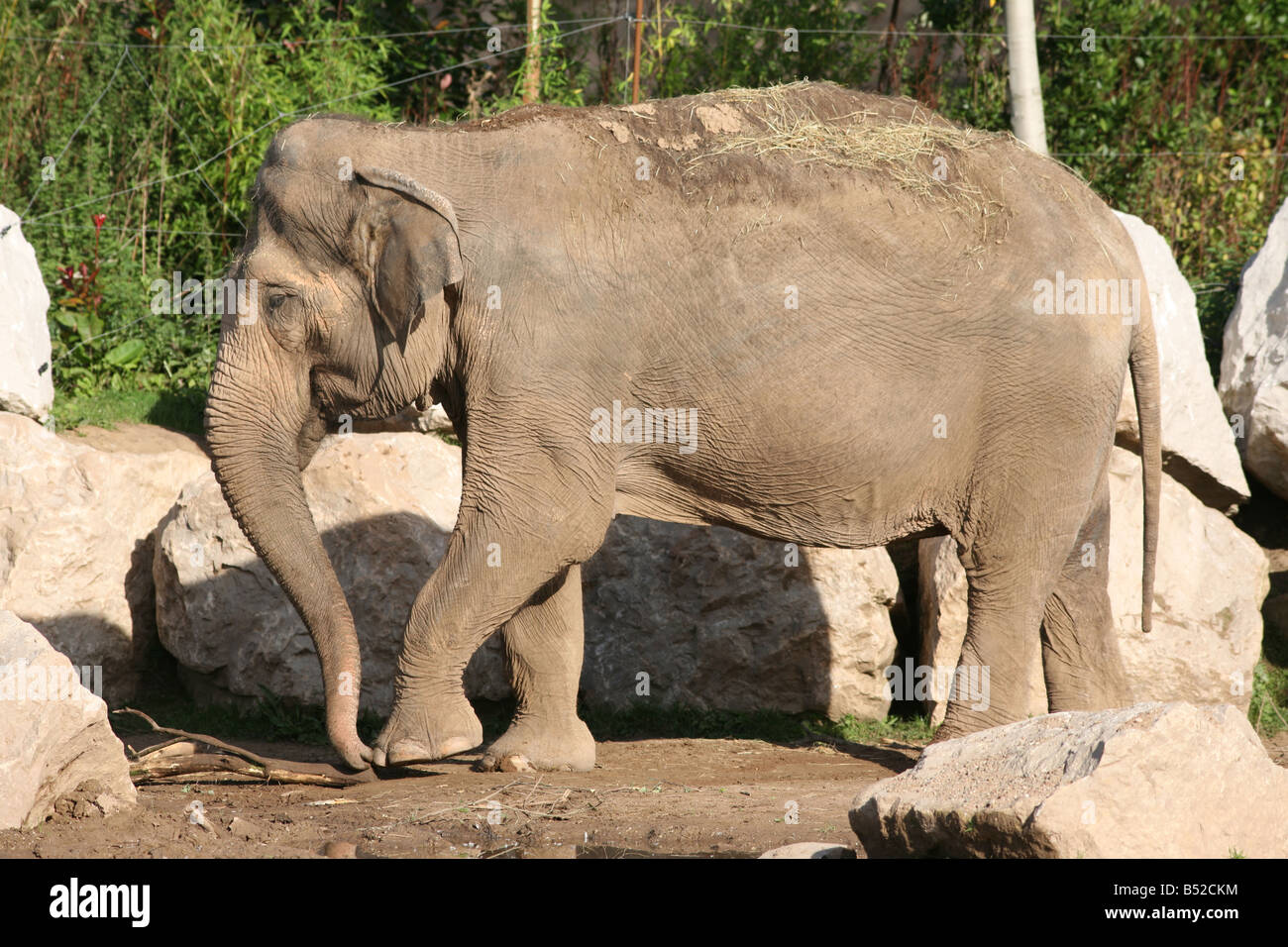 Elephas maximus indicus hi-res stock photography and images - Alamy