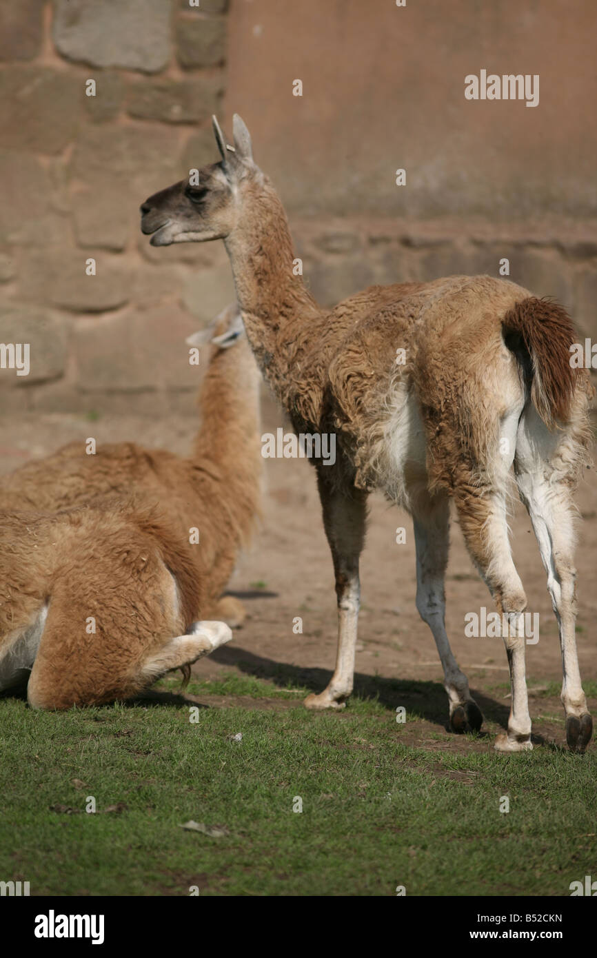 Guanaco pair hi-res stock photography and images - Alamy