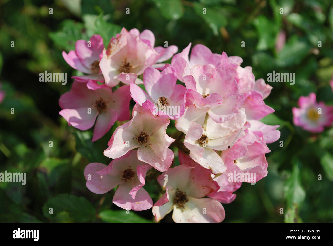 Pink and white bush rose flowers Stock Photo - Alamy