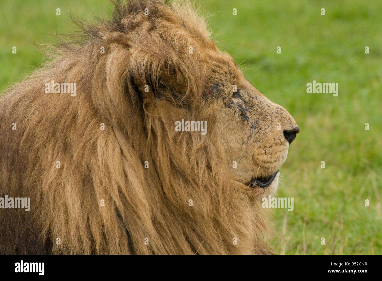 African lion woburn safari park hi-res stock photography and images - Alamy