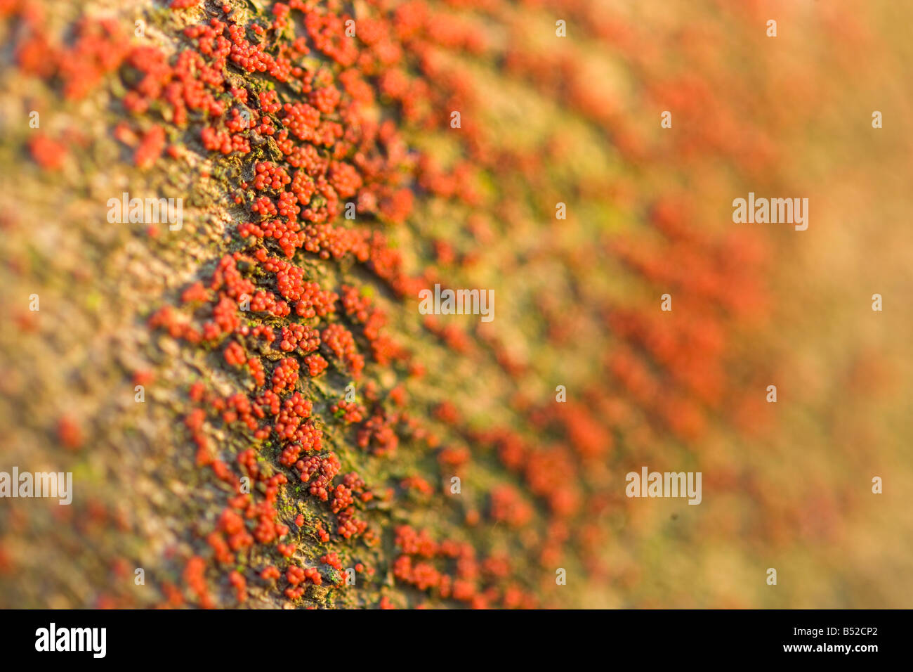 red fungus growing on tree trunk Stock Photo - Alamy