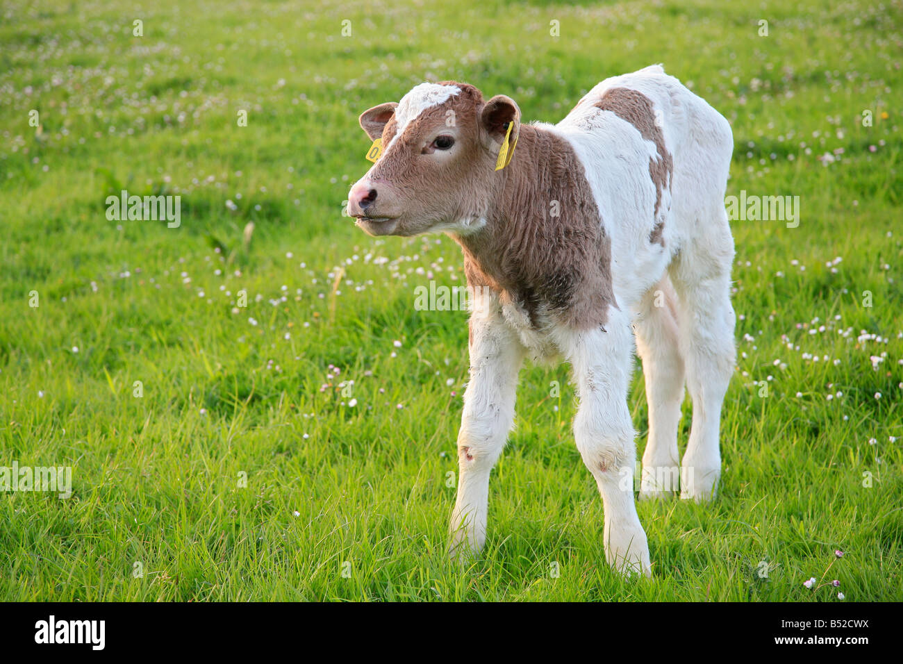 calf in sunset light, Ireland Stock Photo - Alamy