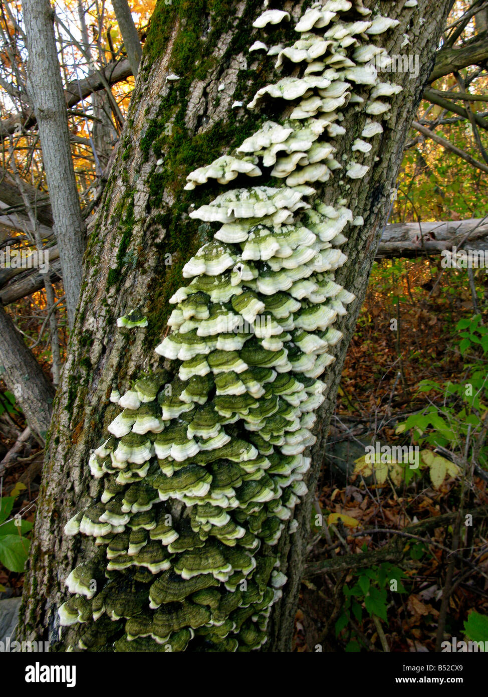 Fungi invading trunk of tree Stock Photo - Alamy