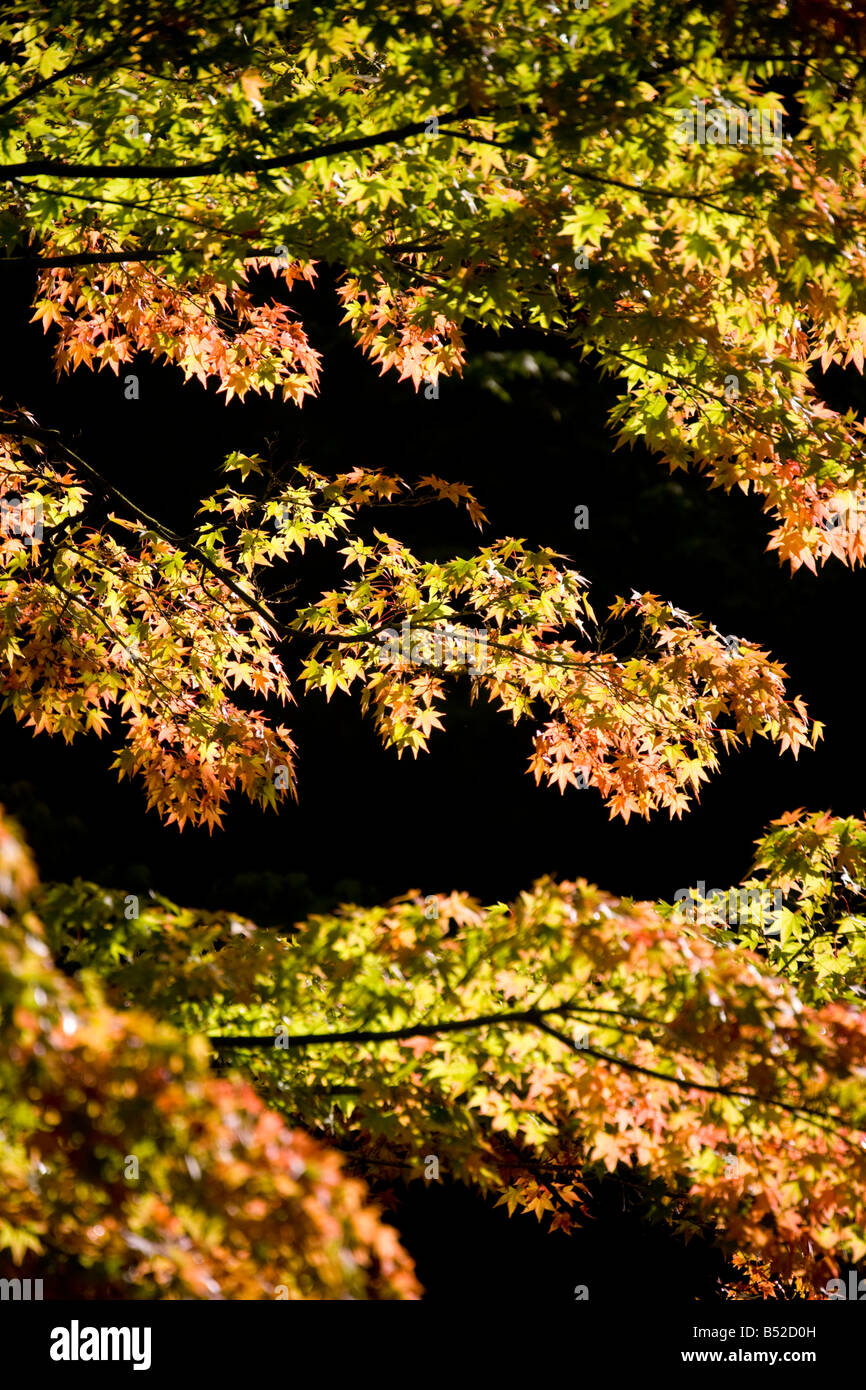Acer trees hi-res stock photography and images - Alamy