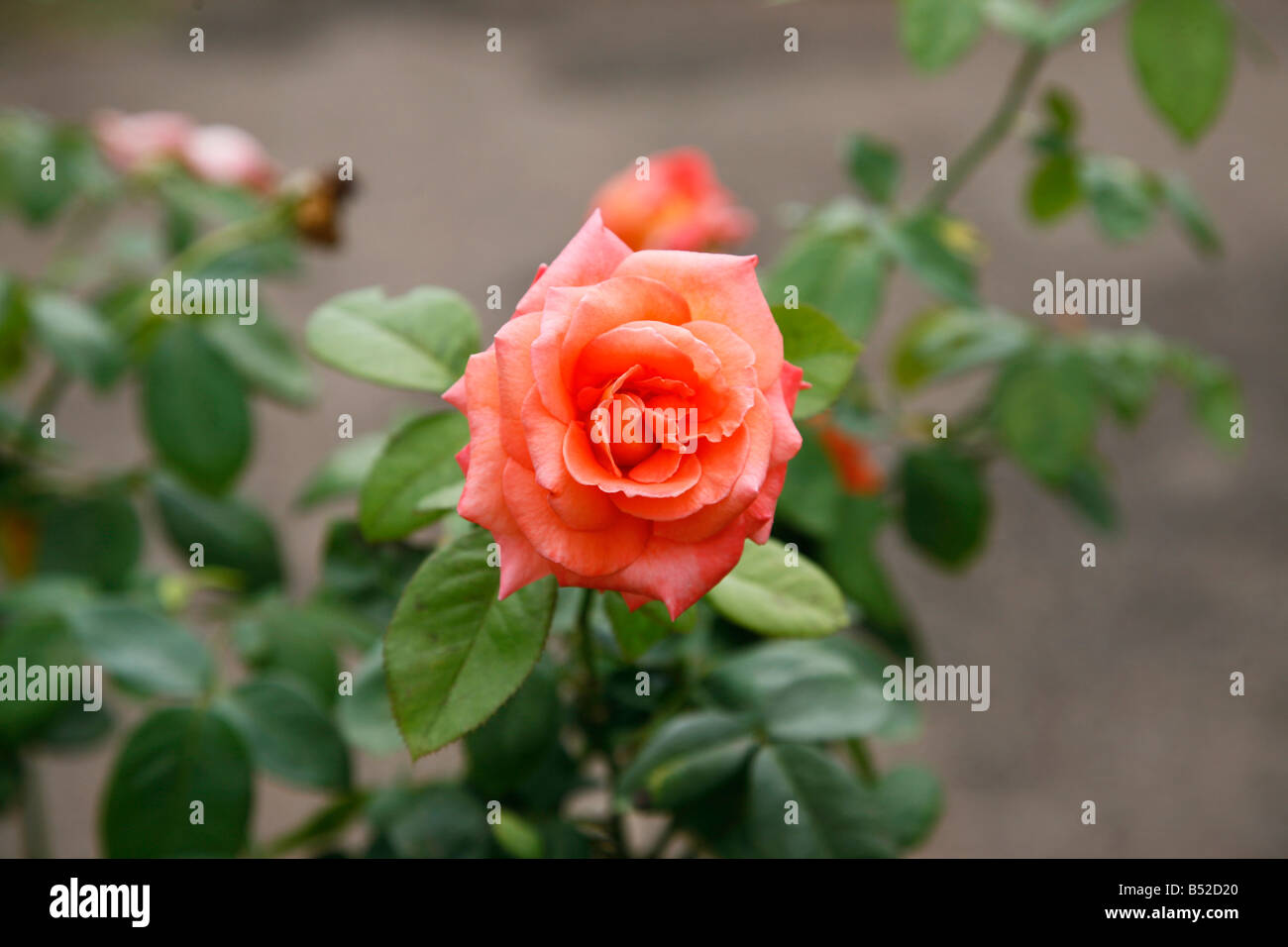 India rose hi-res stock photography and images - Alamy