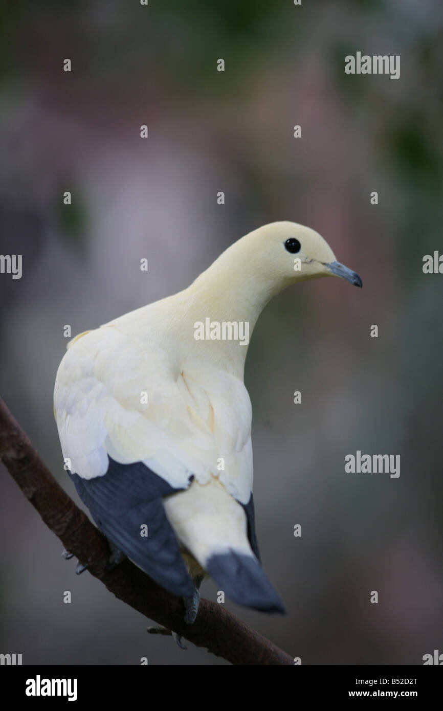 Pied Imperial-pigeon, (Ducula bicolor Stock Photo - Alamy