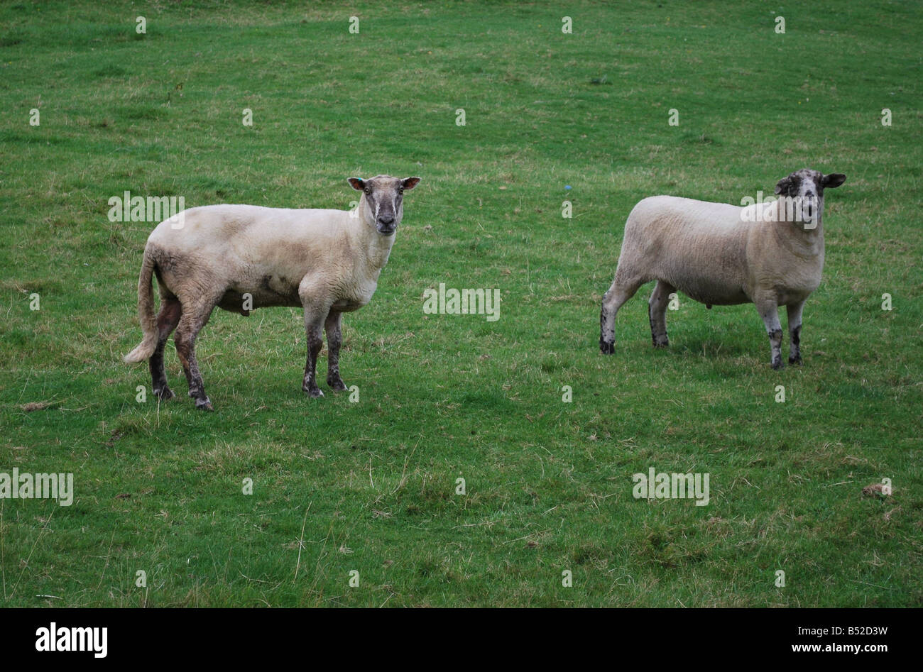 Two sheep in field Stock Photo - Alamy