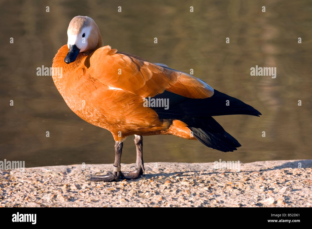 Ruddy duck uk hi-res stock photography and images - Alamy