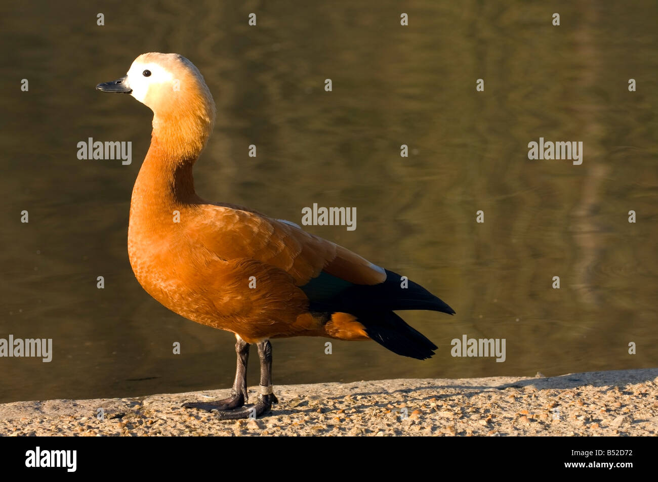 Shelduck hi-res stock photography and images - Alamy
