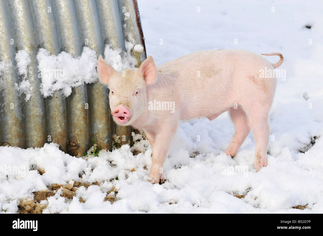 Pig iron cold hi-res stock photography and images - Alamy