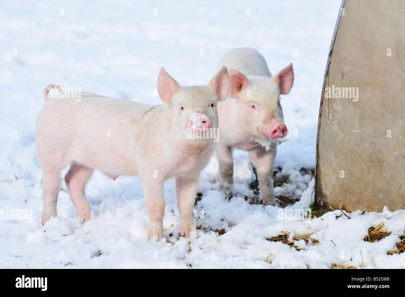 Pigs snow hi-res stock photography and images - Alamy