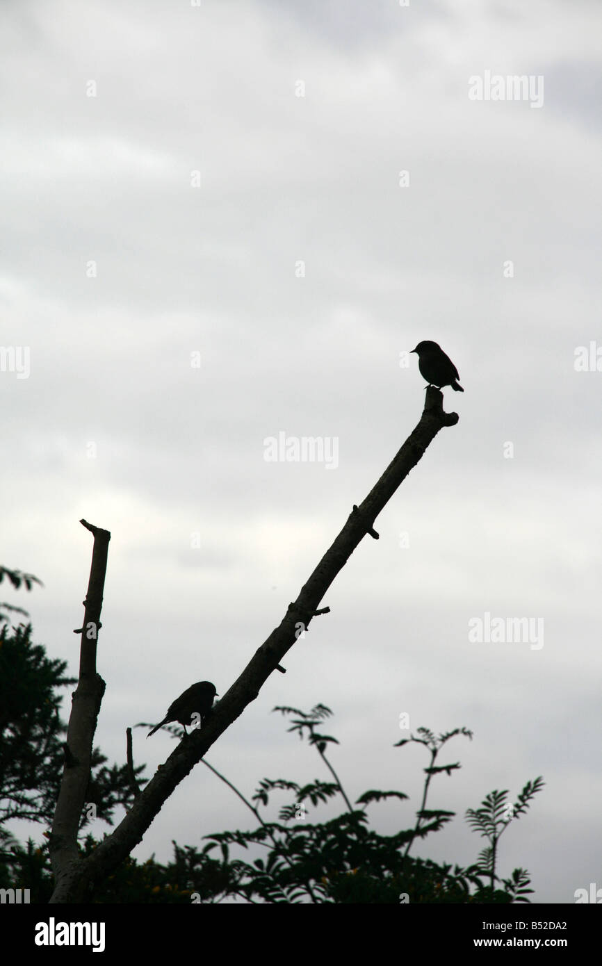 two small black birds perched on tree top dark sky Stock Photo - Alamy
