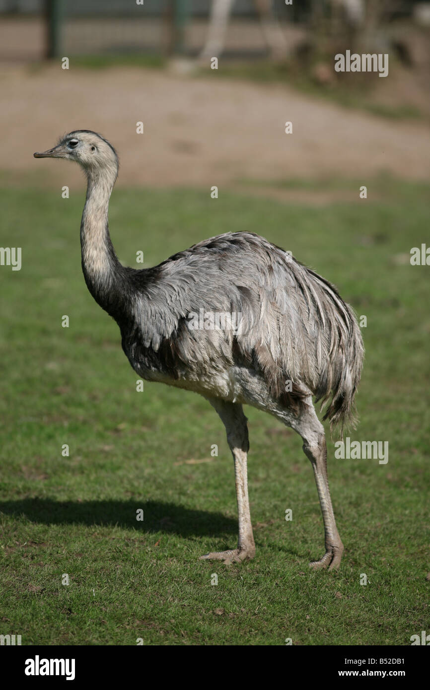 The Greater Rhea (Rhea americana Stock Photo - Alamy