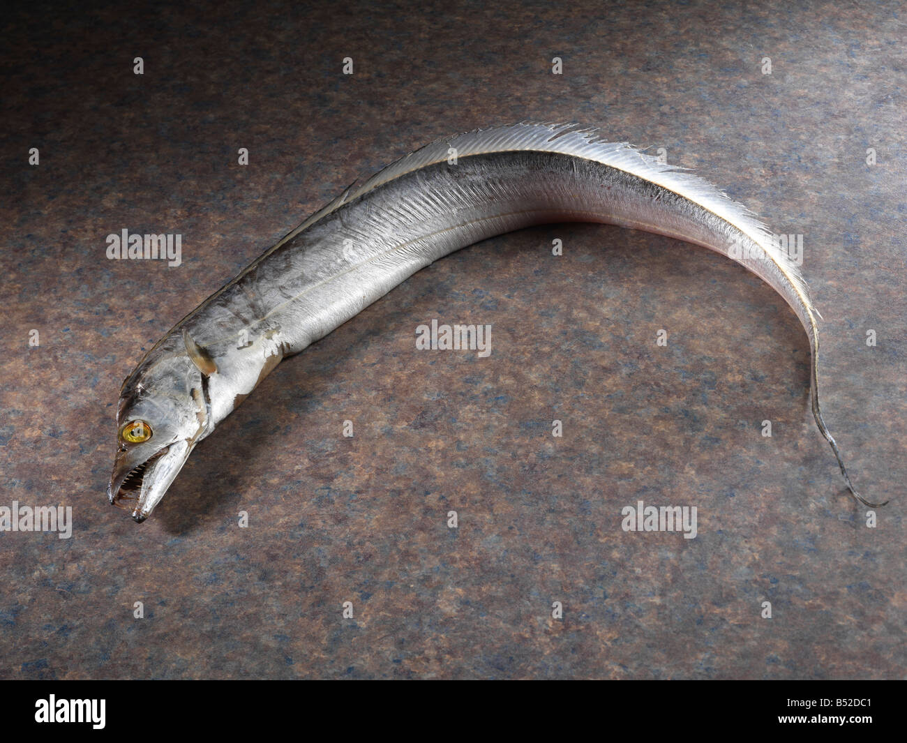 Snout fish hi-res stock photography and images - Alamy
