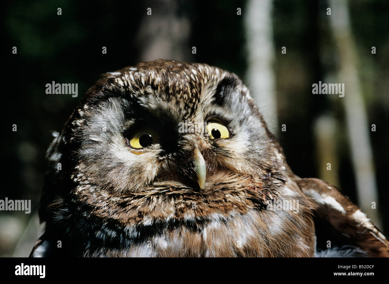 Tengmalm s Owl Boreal Owl Richardsons Owl Aegolius funereus adult ...