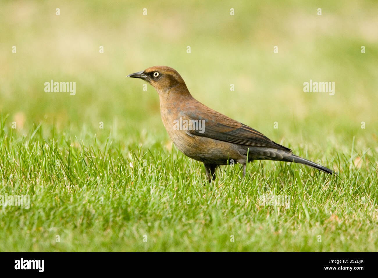 Black wing edges hi-res stock photography and images - Alamy