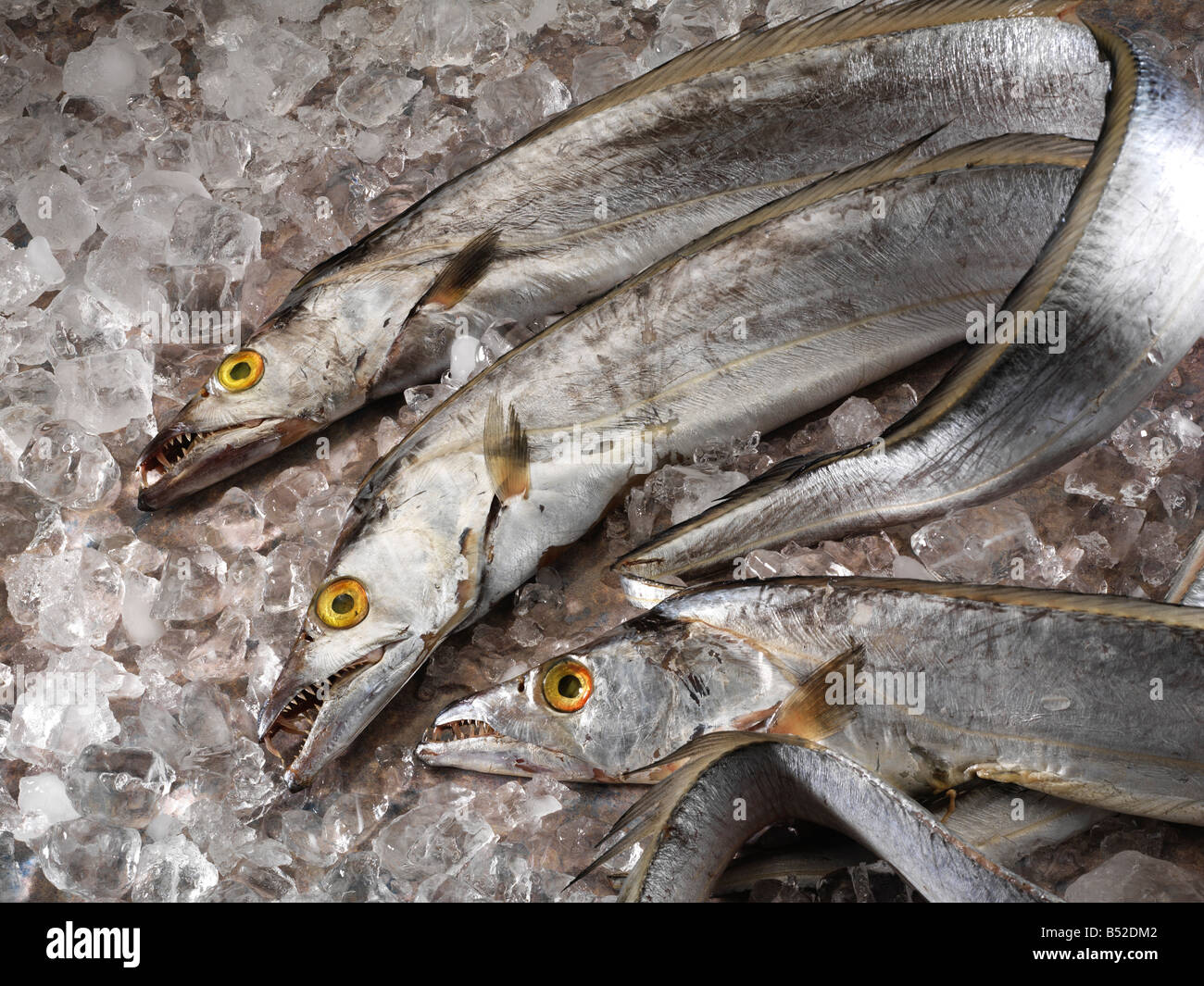 3 Ribbon Fish on ice Stock Photo - Alamy