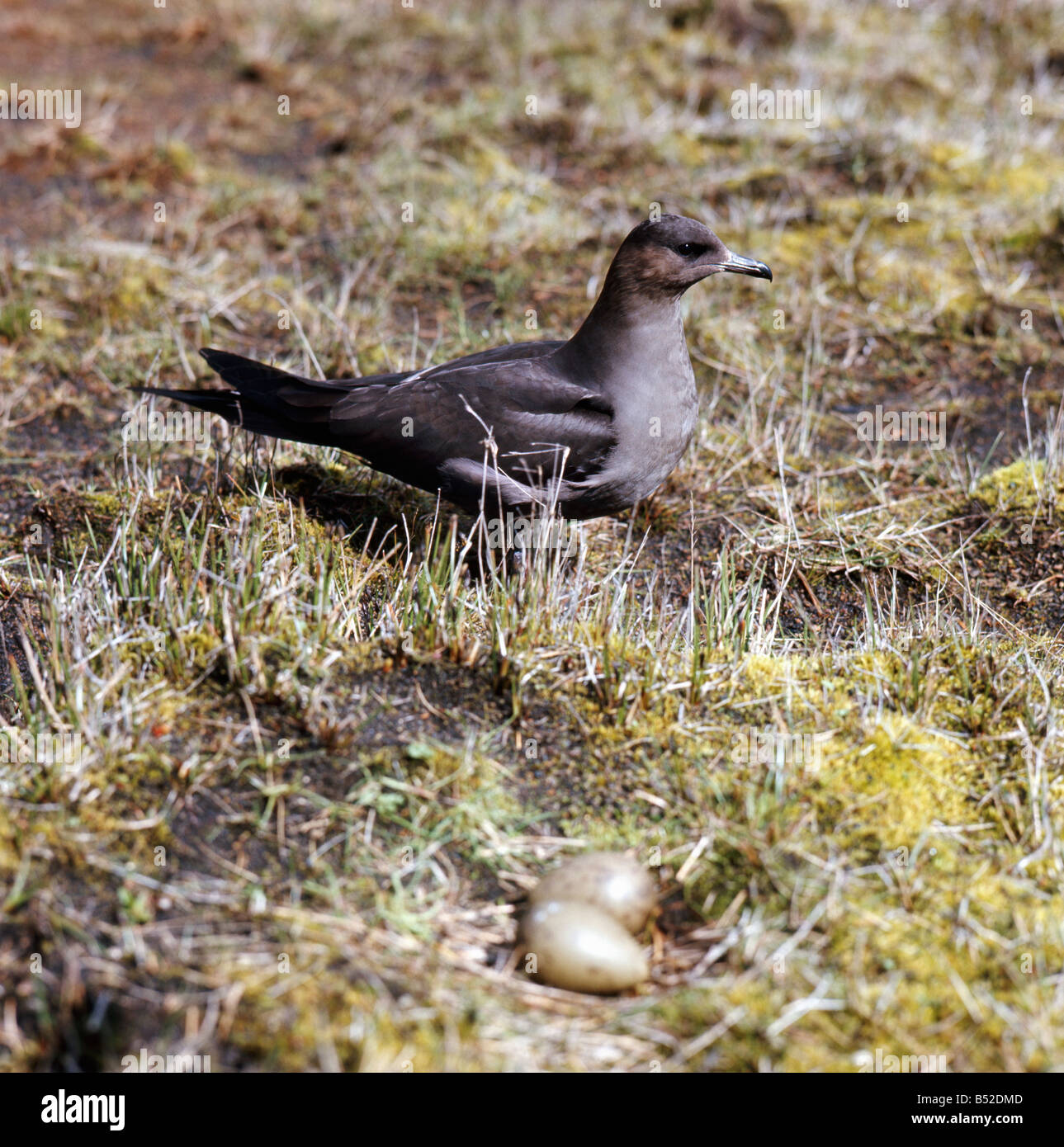 labbe parasite Schmarotzerraubmoewe Arctic Skua Stercorarius ...