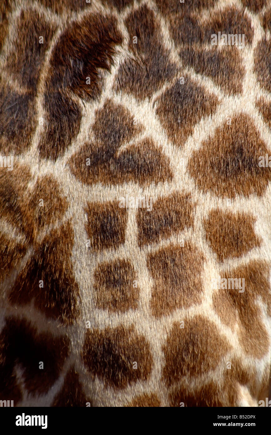 Closeup detail of giraffe spots Stock Photo - Alamy