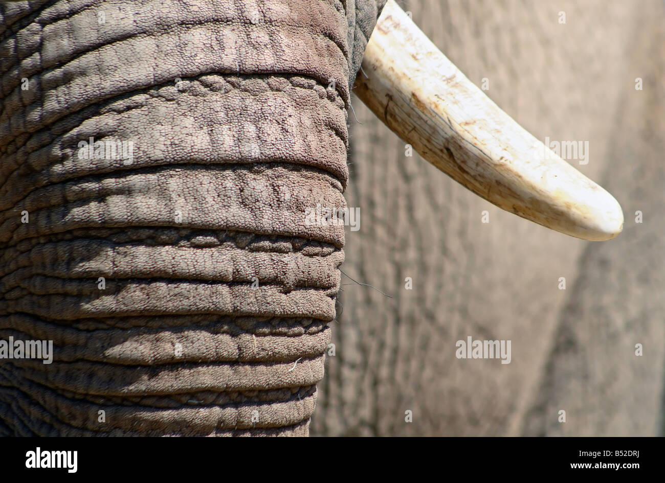 African elephant trunk hi-res stock photography and images - Alamy