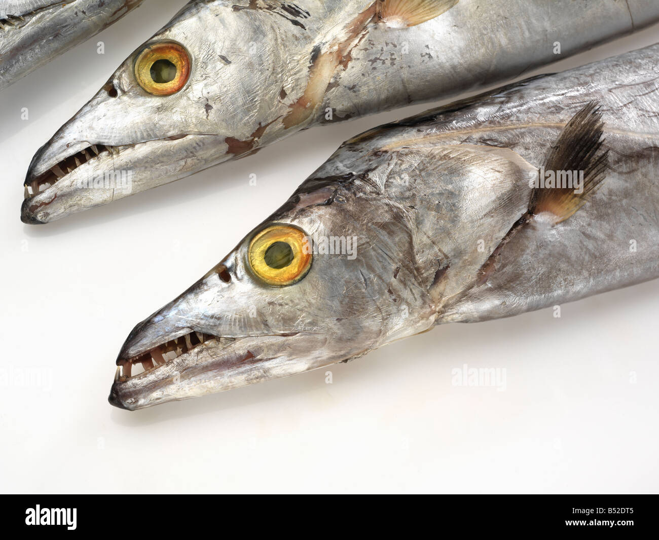 Eel heads hi-res stock photography and images - Alamy