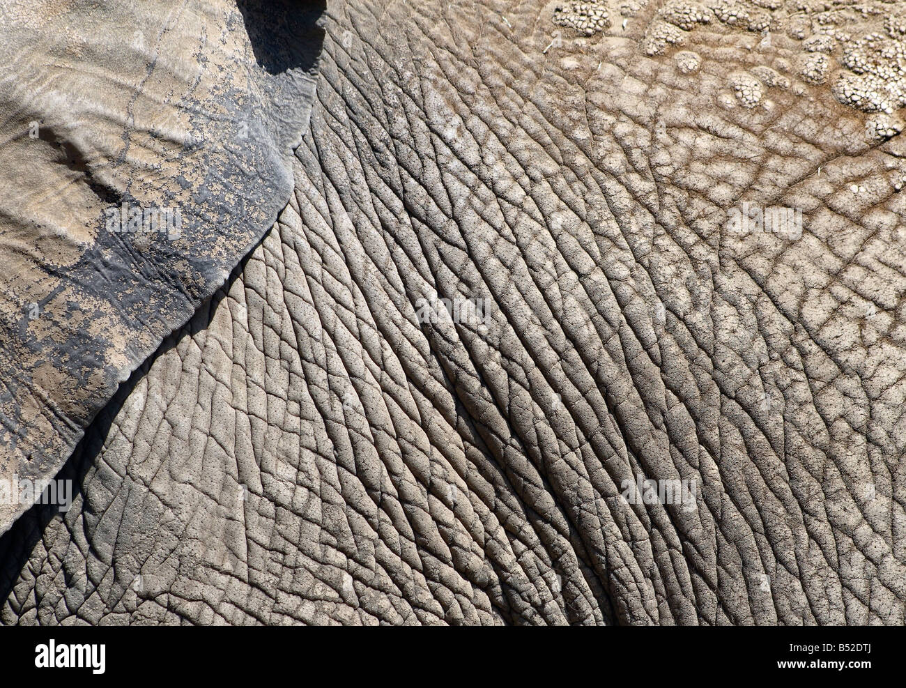 Detail of wrinkles in elephant hide Stock Photo - Alamy