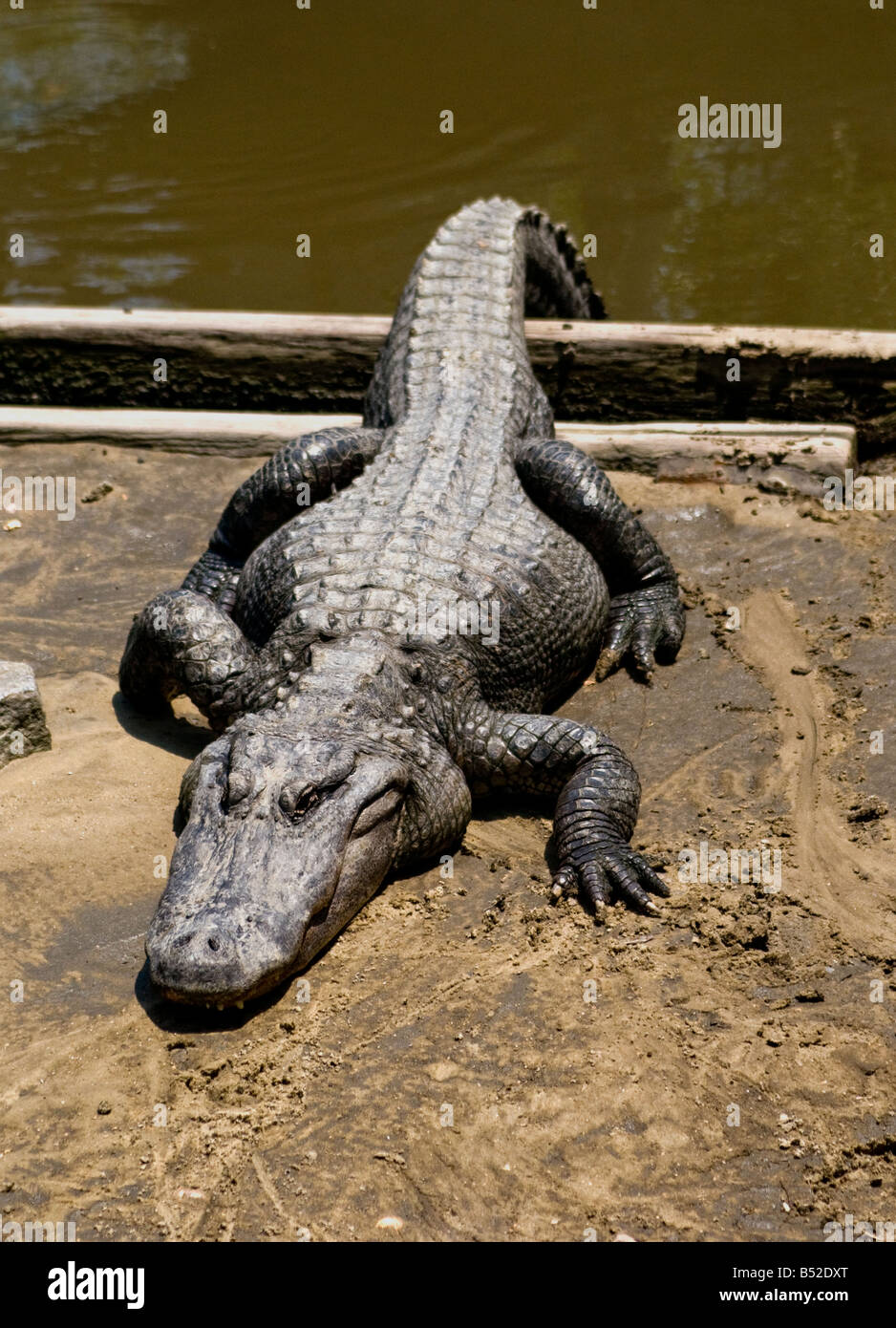 Gator habitat hi-res stock photography and images - Alamy