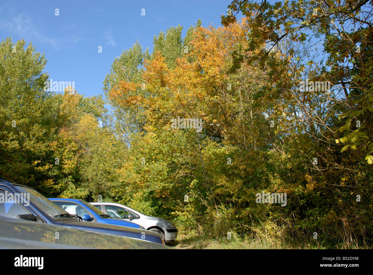 Car lot autumn leaves hi-res stock photography and images - Alamy