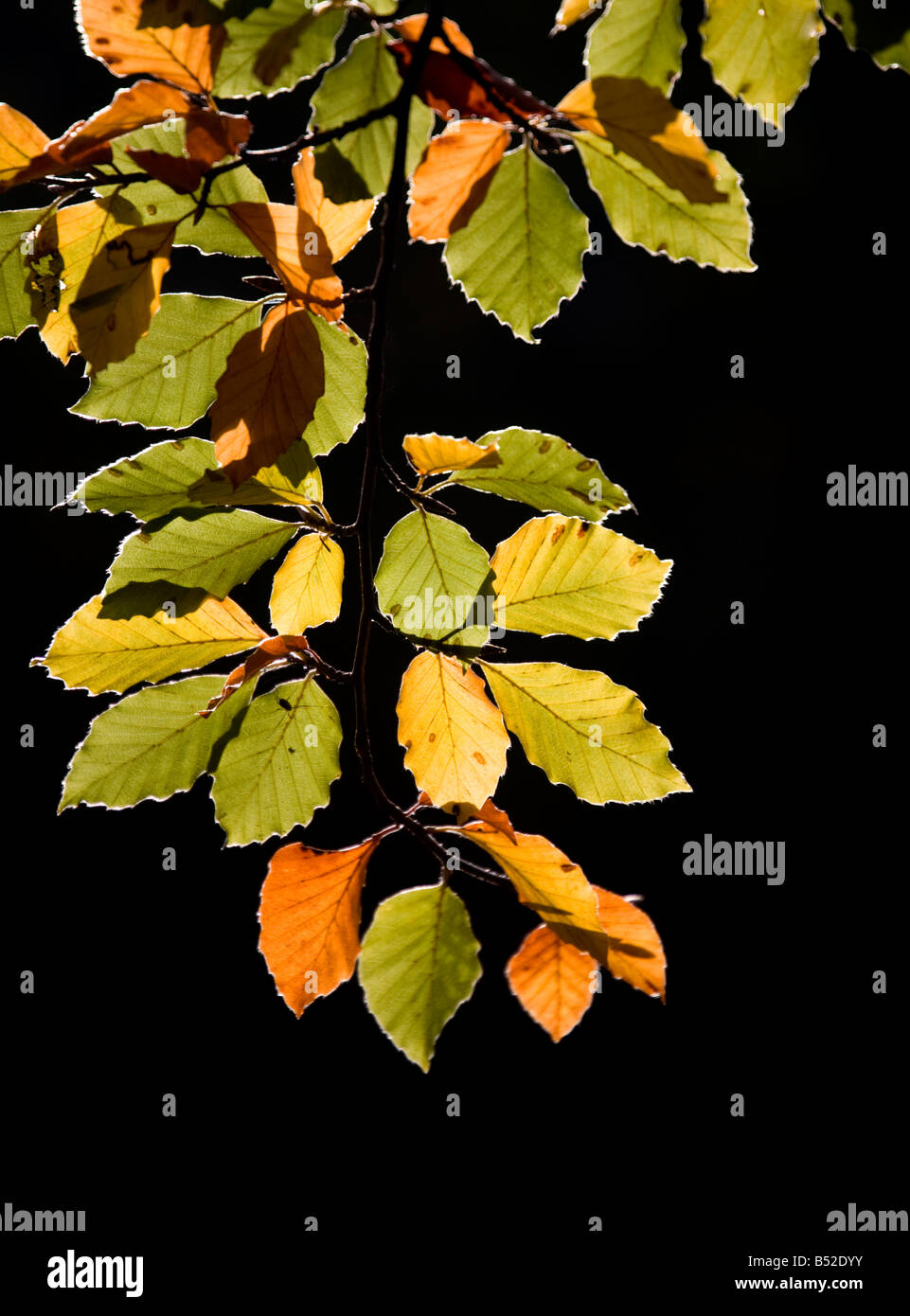 Black Beech Tree High Resolution Stock Photography and Images - Alamy