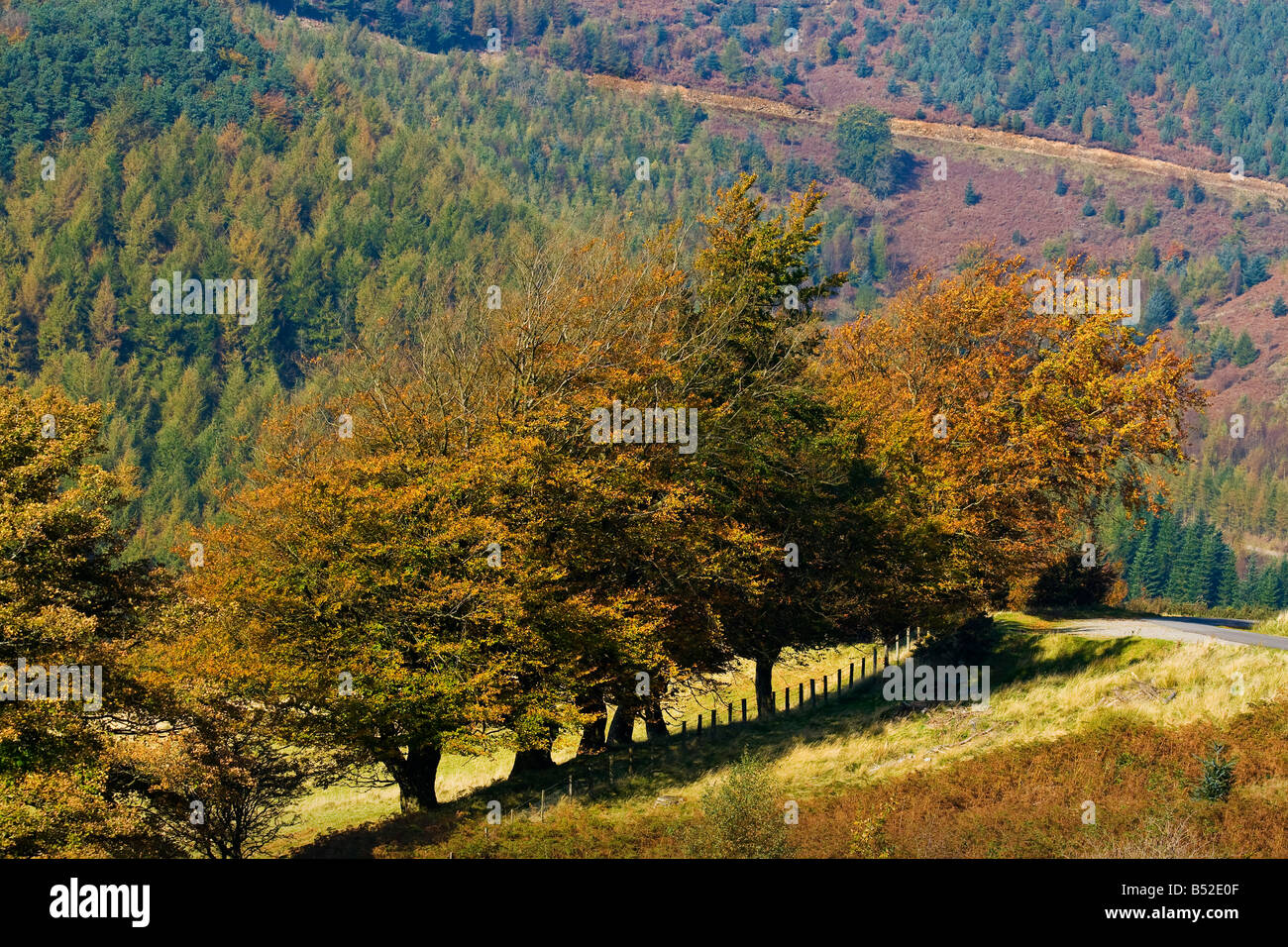 Cwmcarn forest drive south wales hi-res stock photography and images ...
