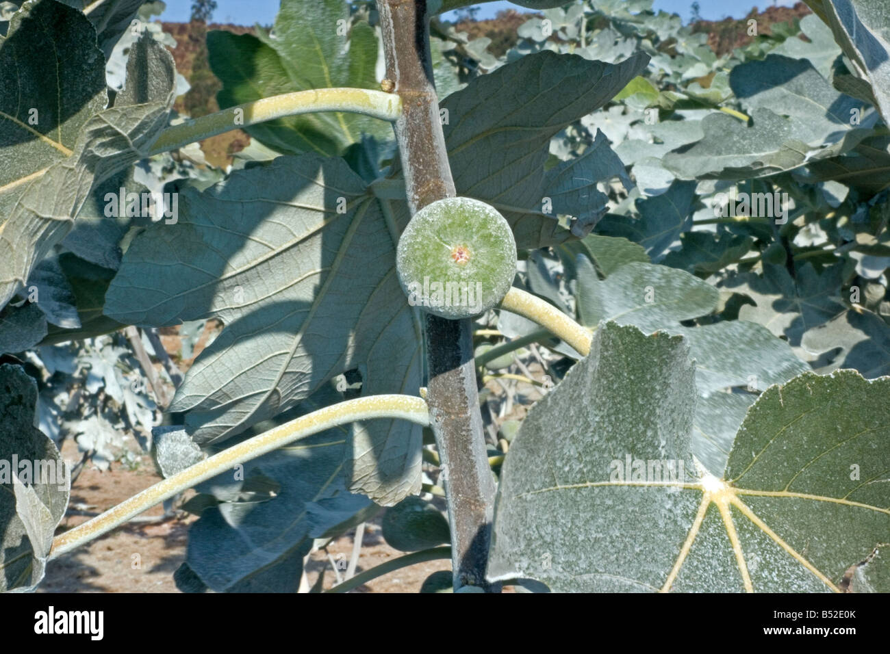 Fig tree plantation hi-res stock photography and images - Alamy