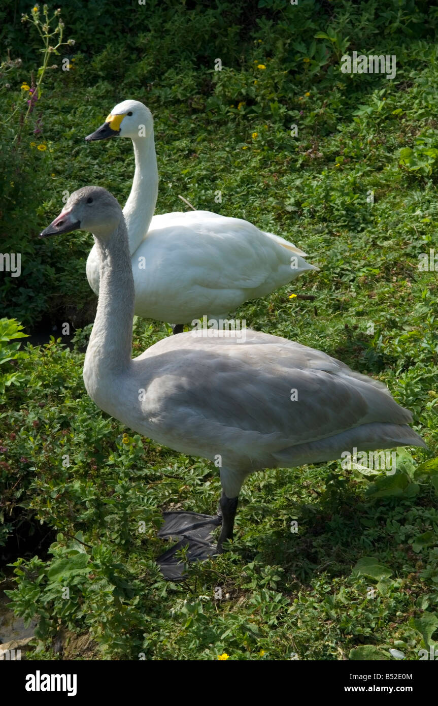 Juvenile bewick's swan hi-res stock photography and images - Alamy