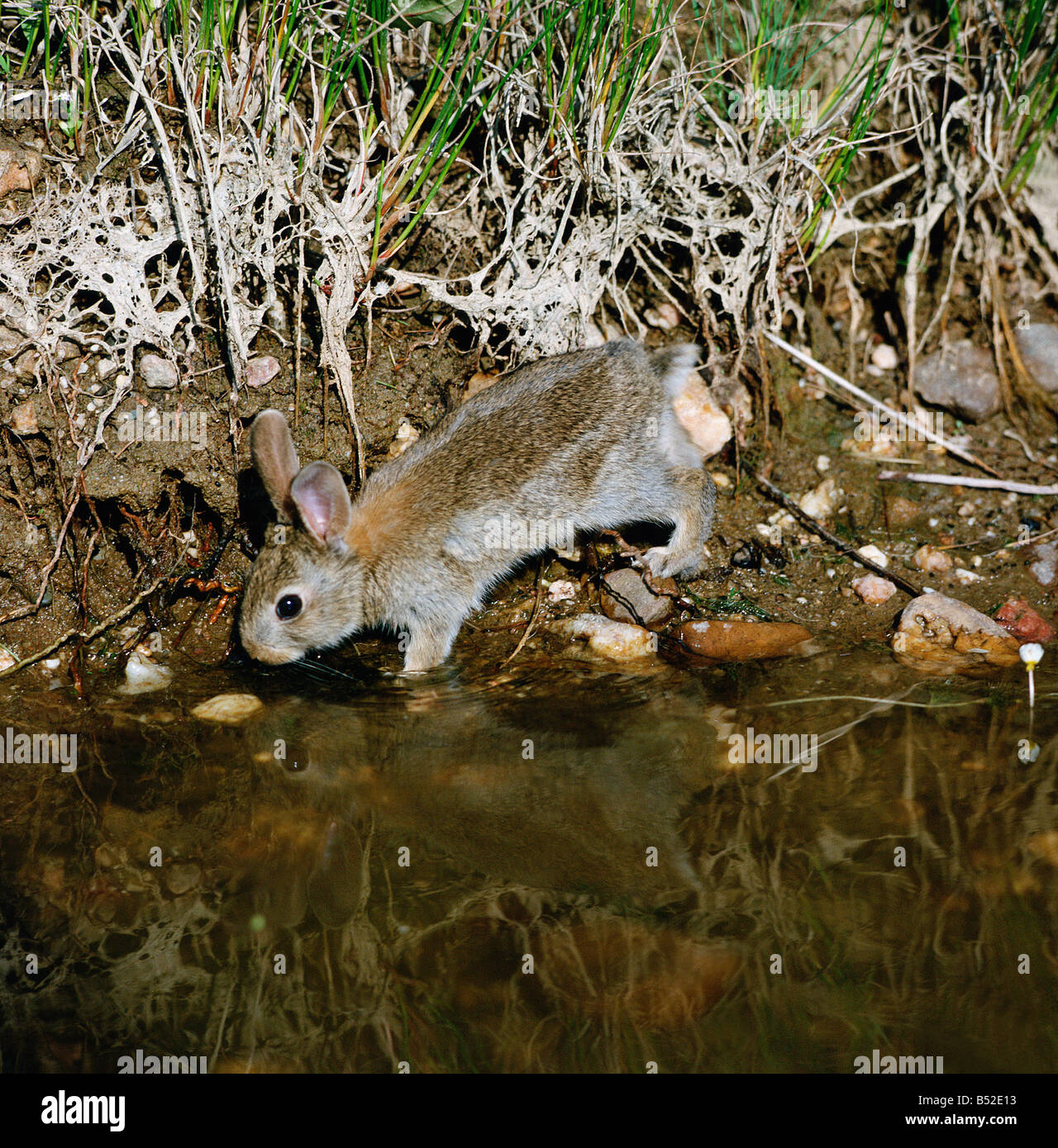 Wild rabbit australia hi-res stock photography and images - Alamy
