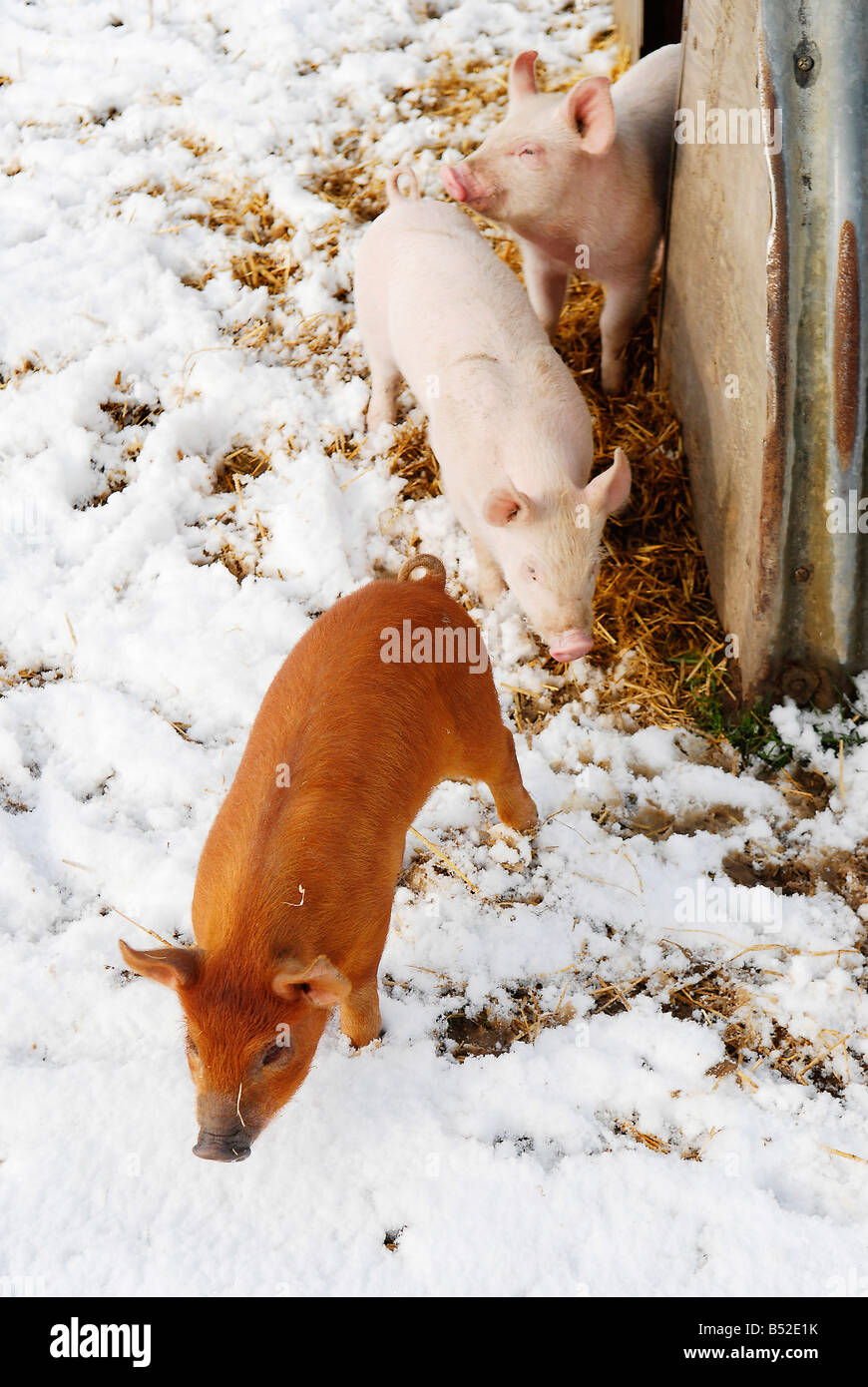 Farm Pigs In Snow High Resolution Stock Photography and Images - Alamy
