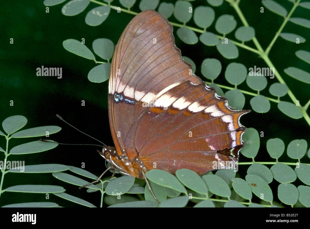 Rusty-tipped Page Butterfly Siproeta epaphus Stock Photo - Alamy