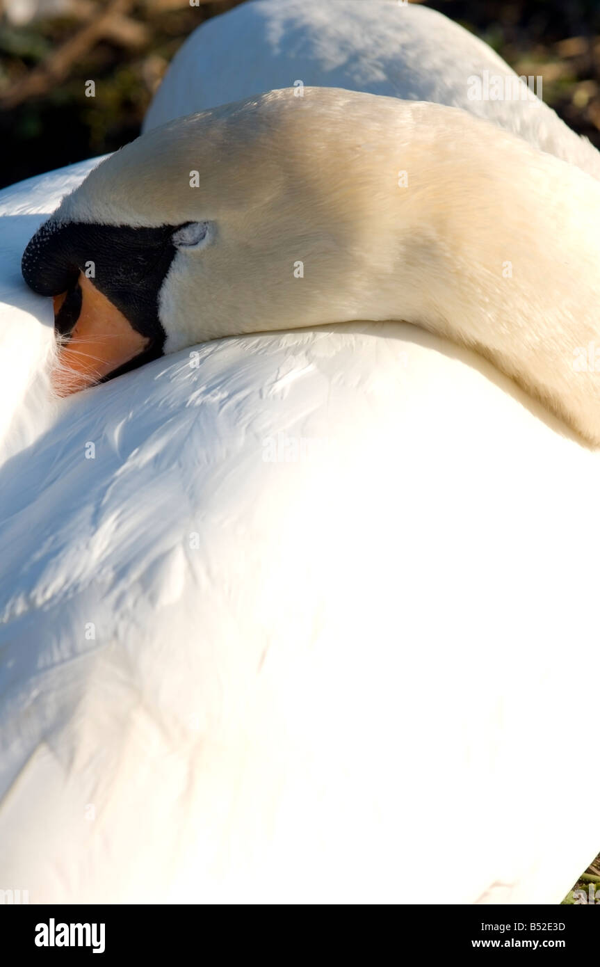 Mute swan cygnus olor sleeping rest resting hi-res stock photography ...