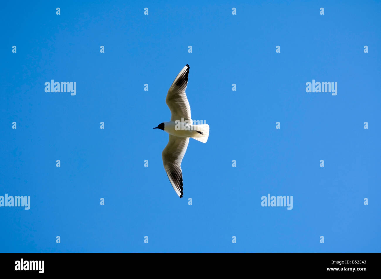 Blue headed bird hi-res stock photography and images - Alamy