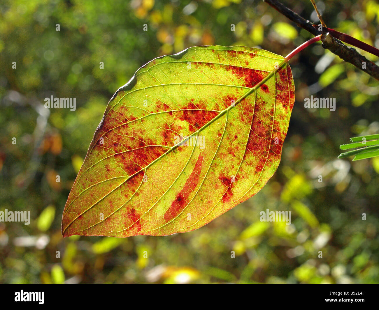 An alder leaf turning red and yellow during the autumn color change in ...