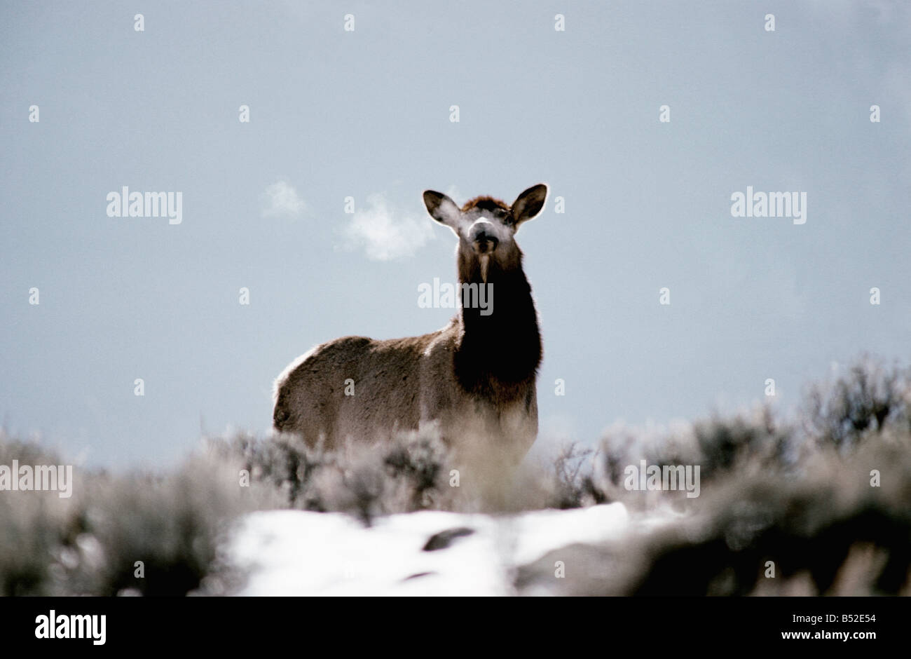The elks hi-res stock photography and images - Alamy