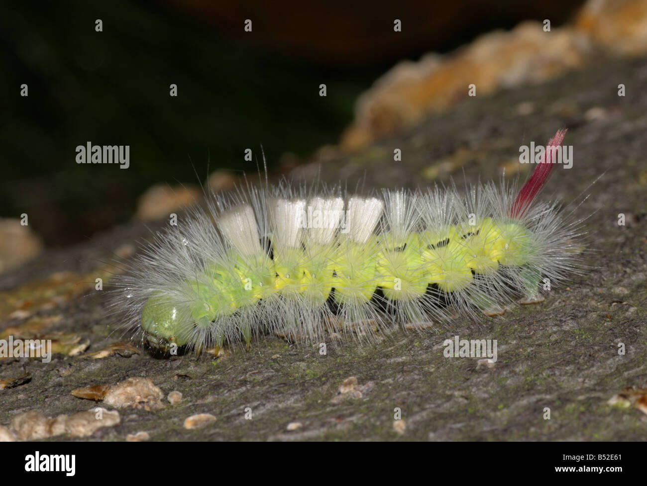 Lymantriidae hi-res stock photography and images - Alamy