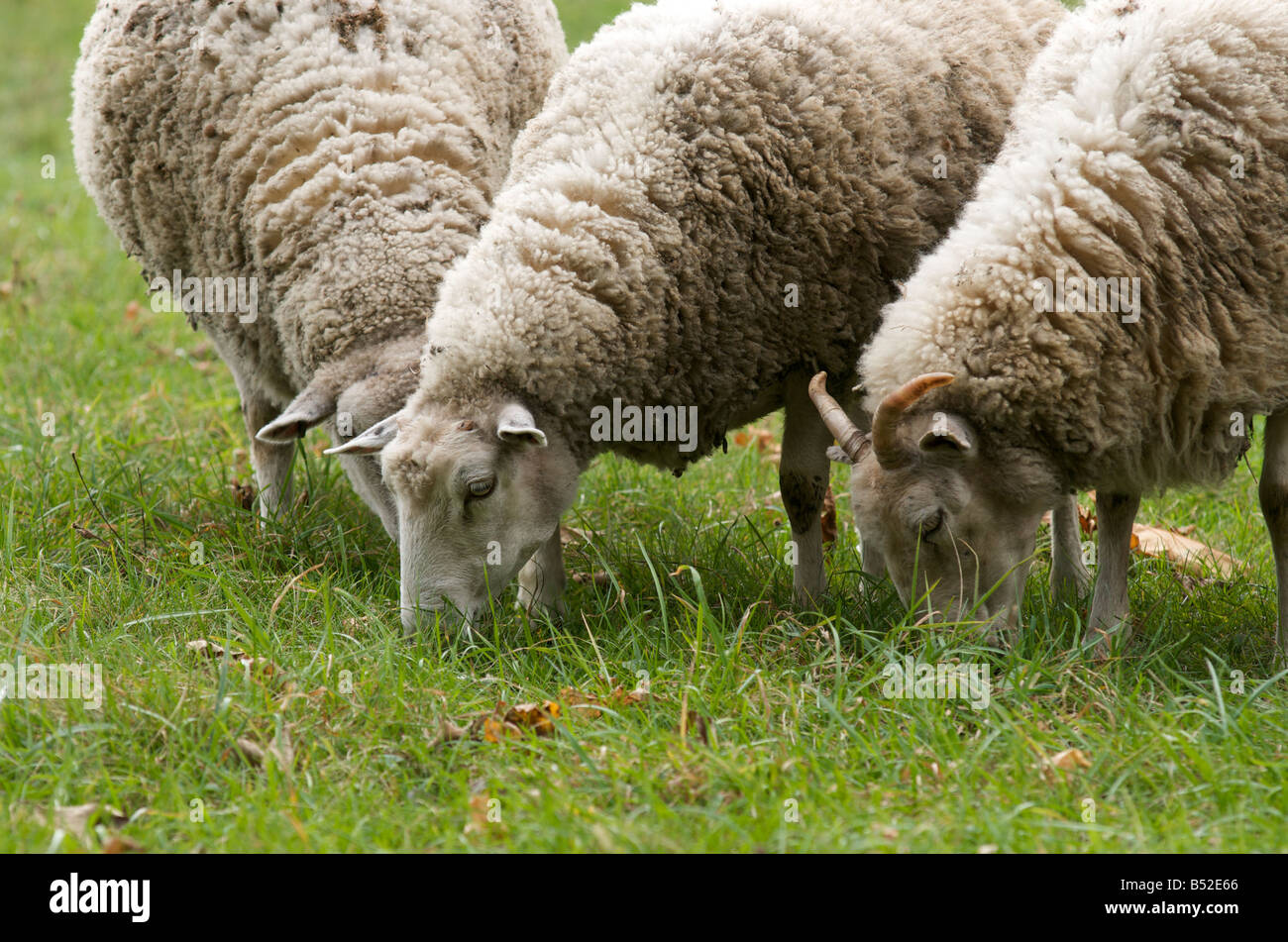 Lots of sheeps hi-res stock photography and images - Alamy